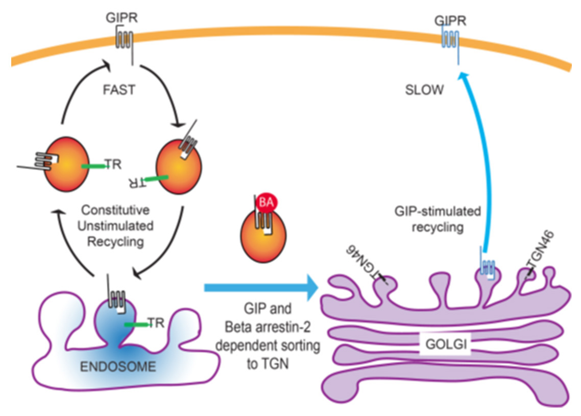 Novel Direction Towards Diabetes Cure - Scipreneur